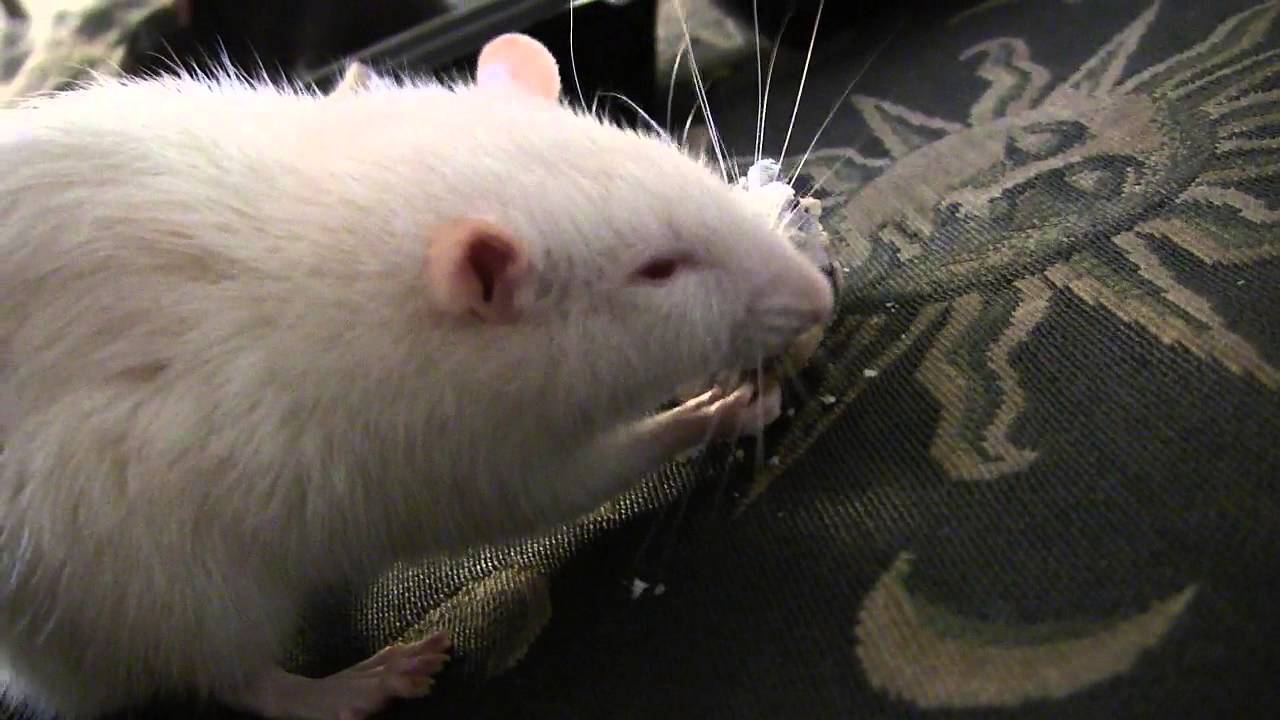 Rats with Muffins - YouTube