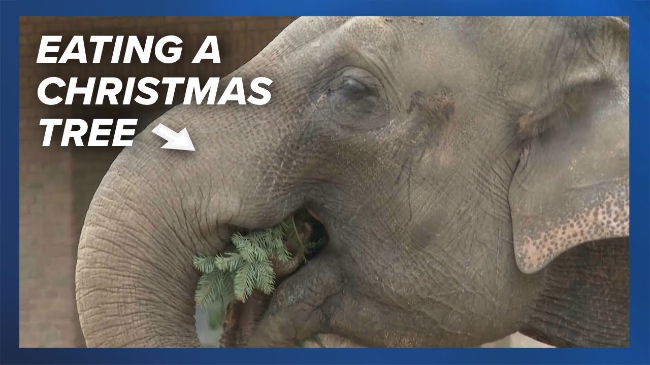 Zoo elephants enjoy unsold Christmas trees as special snack - YouTube