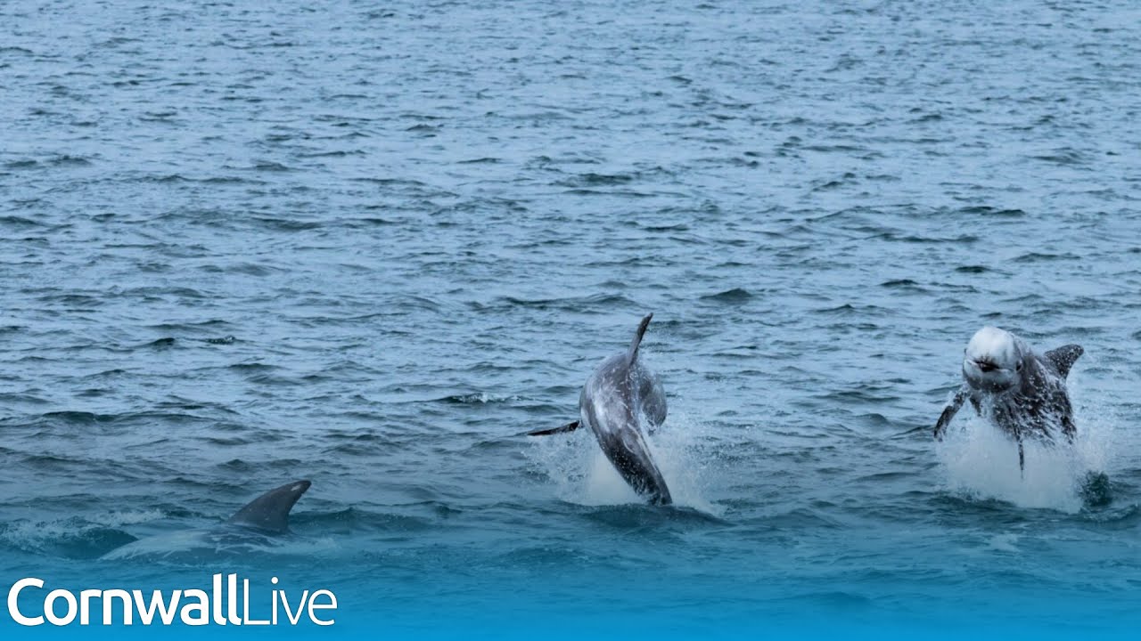 Rare dolphins leap for joy after feasting on invading octopuses - YouTube