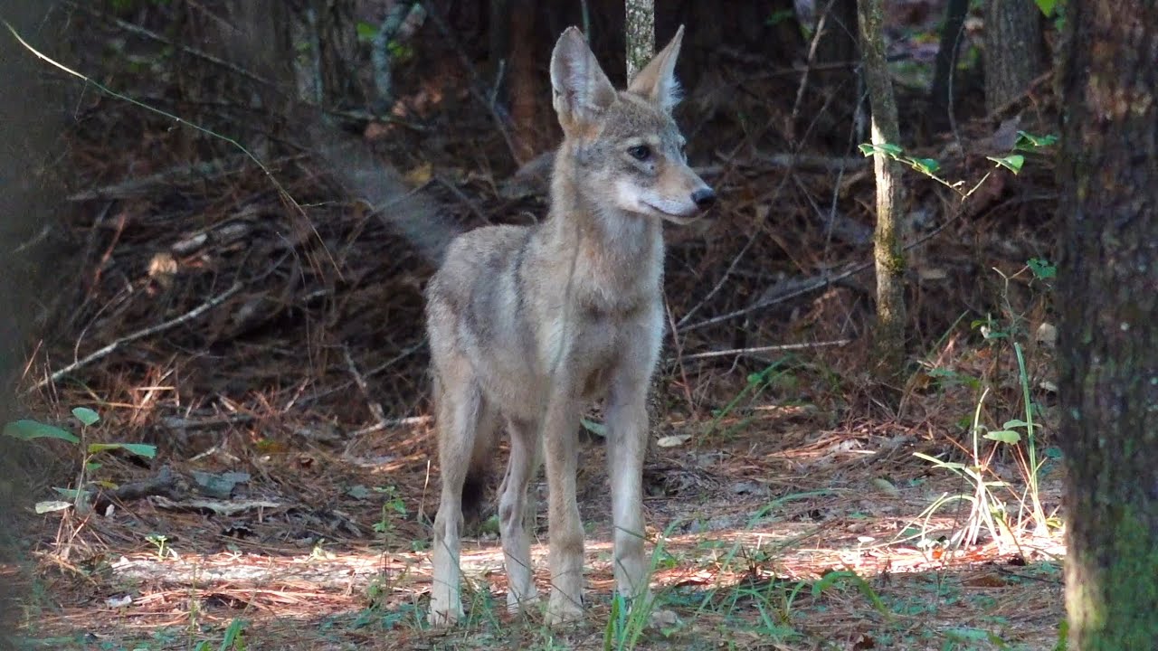 Coyote and Coon Calling Arkansas w/ Torry Cook of MFK Game Calls and ...