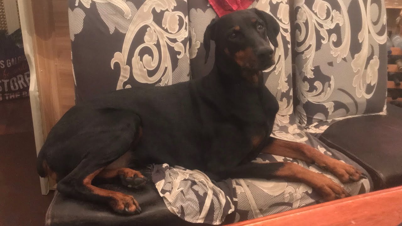 Ice girl Irish doberman hunts mouse😂👌🙏☘️💯 - YouTube