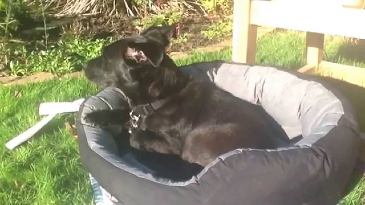 Orla the cutest dog that speaks english! - YouTube