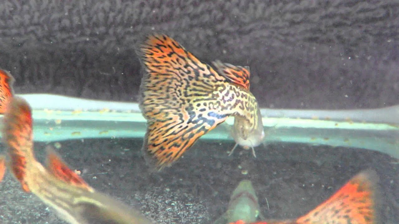 Guppy Metal red snakeskin - YouTube
