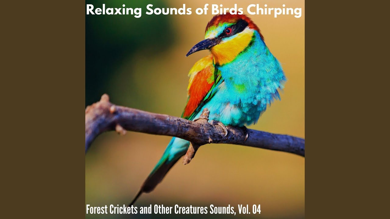 Blue Eyed Birds - YouTube