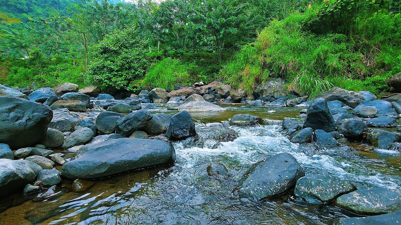 Serene Forest Escape – Soft Stream & Chirping Birds for Meditation 4K ...