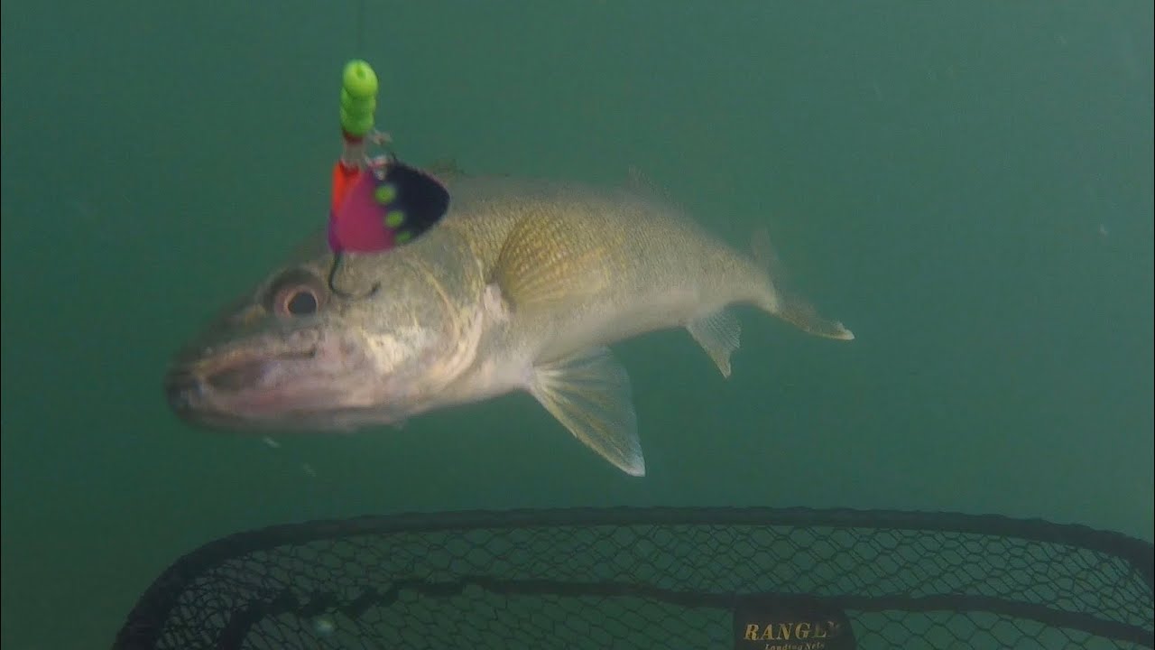 Lake Erie Walleye - Trolling Bandits AND Worm Harnesses - YouTube