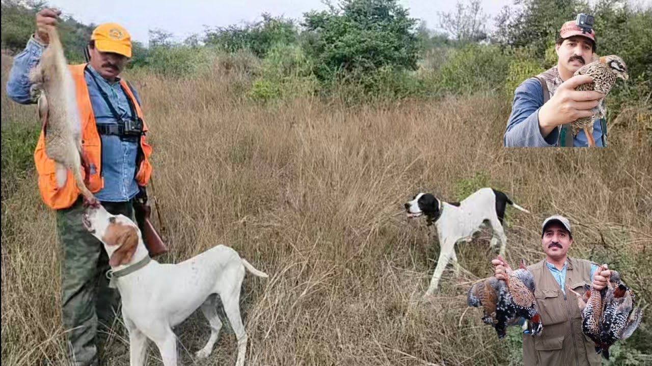 Partridge Teetar Hunting with 12 gauge shotgun / partridge hunting with ...