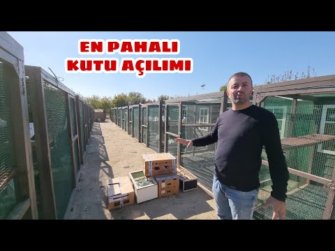 PAHA BİÇİLMEZ KUTU AÇILIMINA DİKKAT  GÖZLERİNİZİN PASINI SİLER BU KUŞLAR  HÜNKARİ CİNPERİ VS
