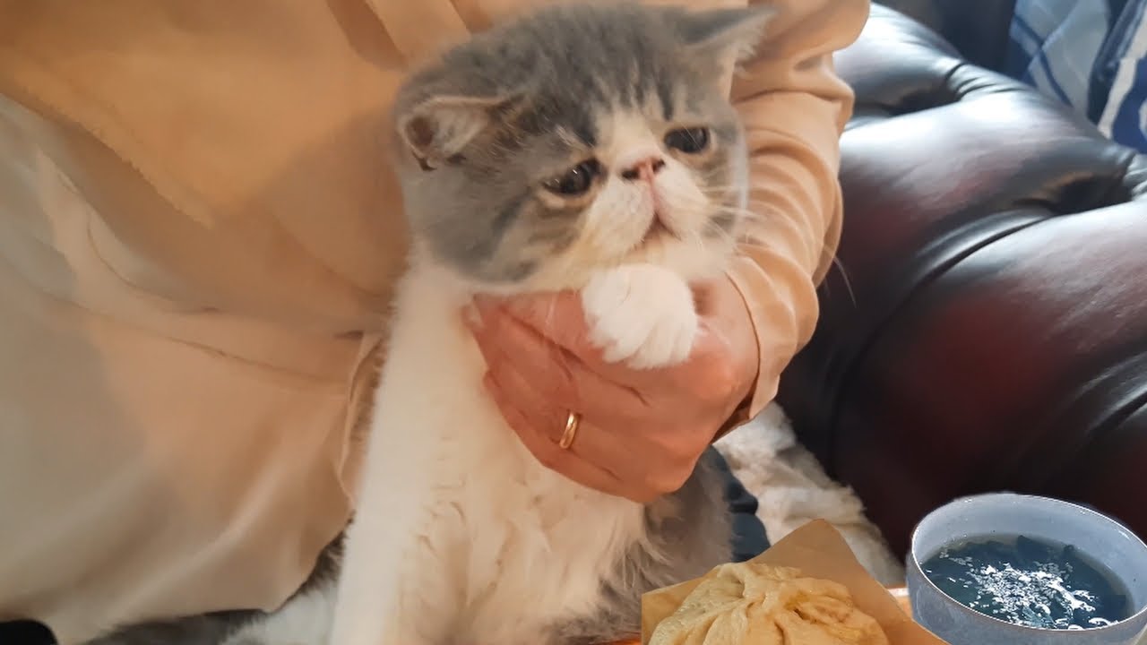 kitten wants to eat a Pork Bun with Mummy 😹 - YouTube