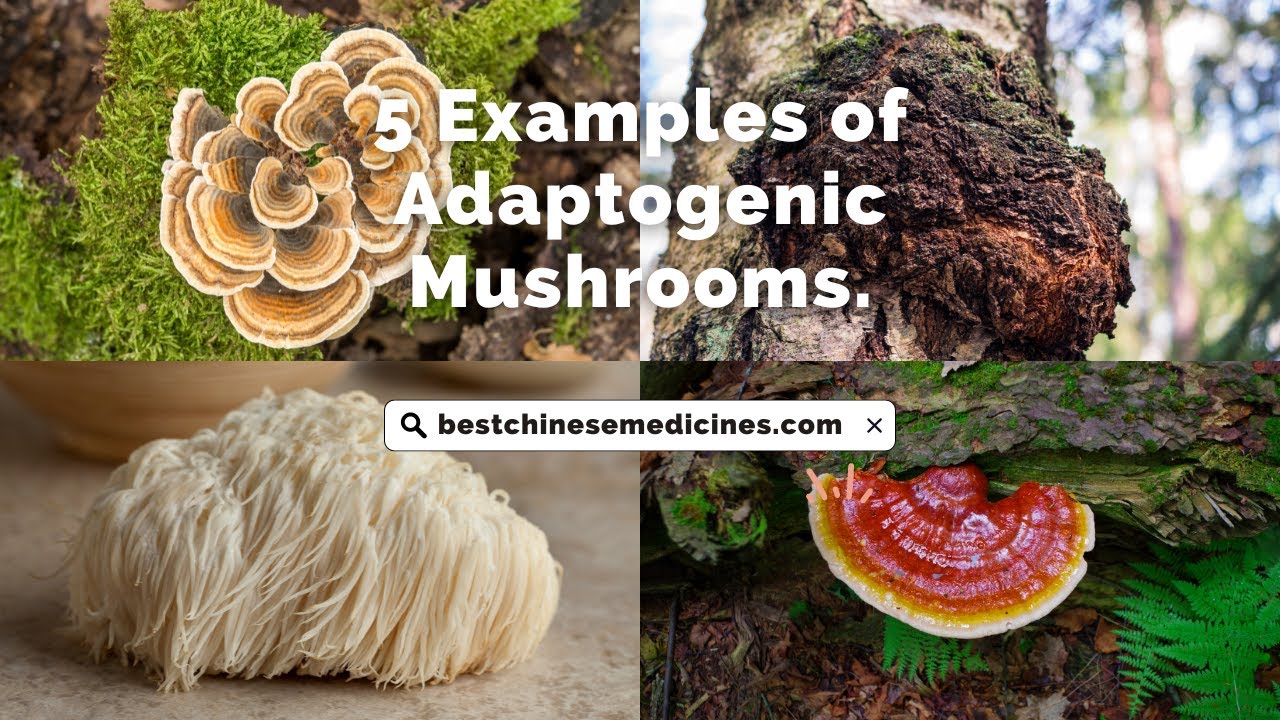 5 Examples of Adaptogenic Mushrooms - Best Chinese Medicines - YouTube