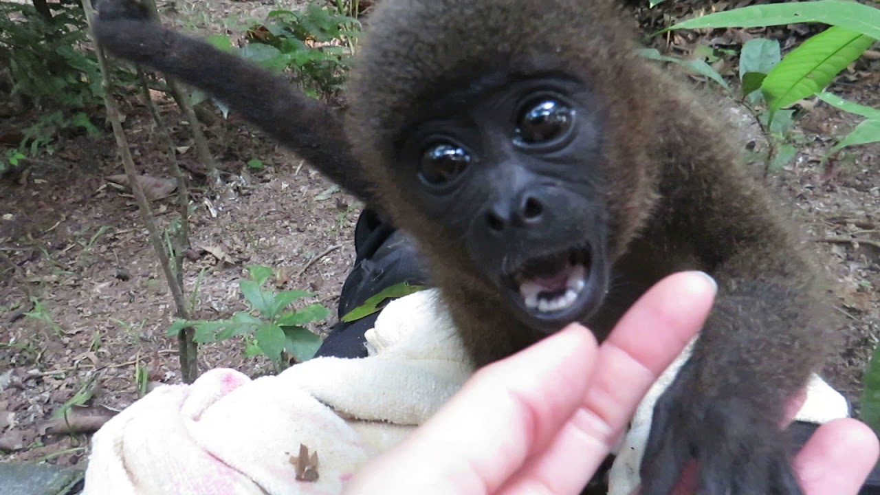 Special baby Woolly Monkey spending time outside - YouTube