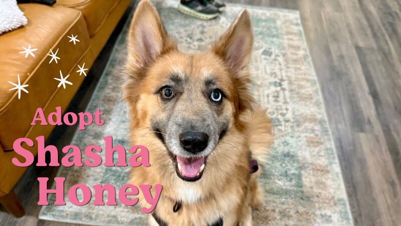 Adoptable Shasha Honey | Gorgeous Good Girl - YouTube