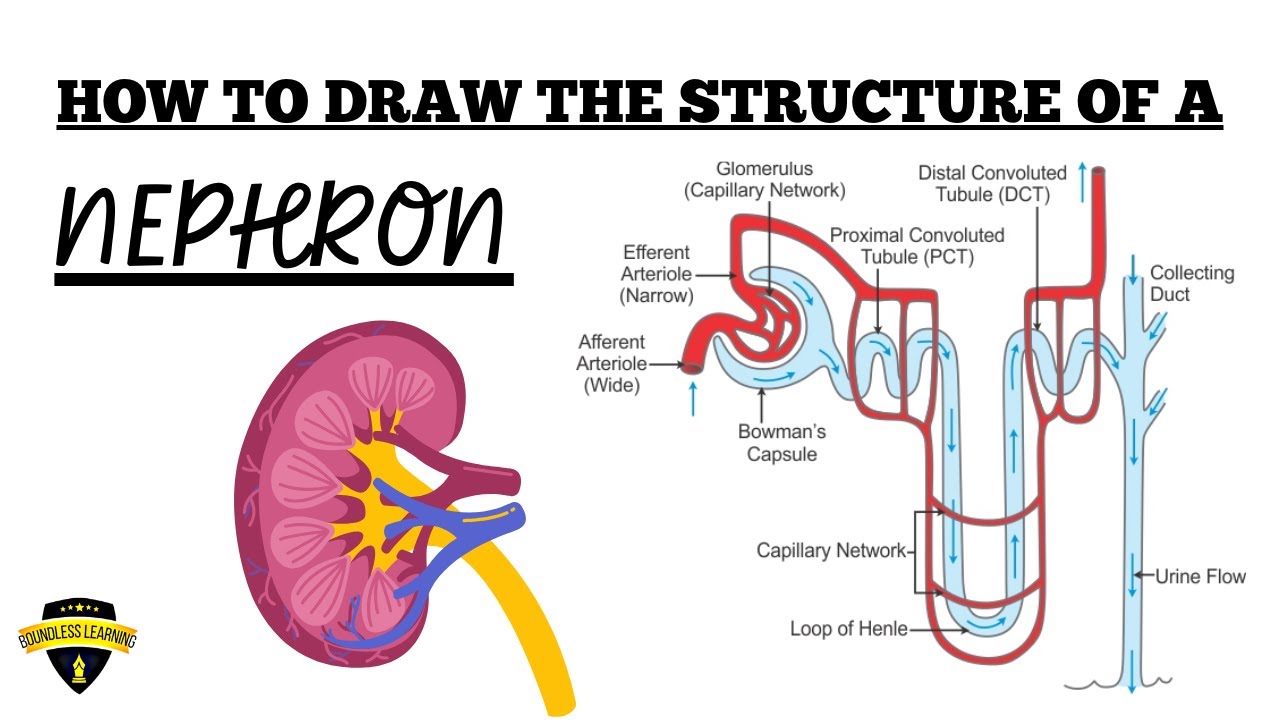 How to easily draw a structure of a NEPHRON | Excretion | Excretory ...