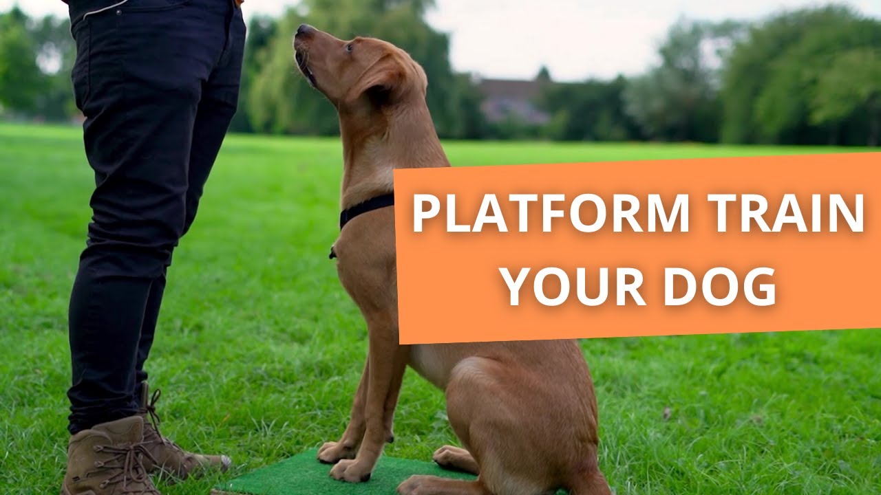 How To Introduce Your Dog to Platform Training - YouTube