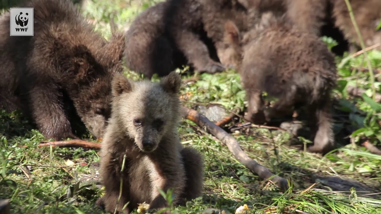 Pui de urs orfani cu probleme grave | Eroi printre urși - Episodul 64 ...