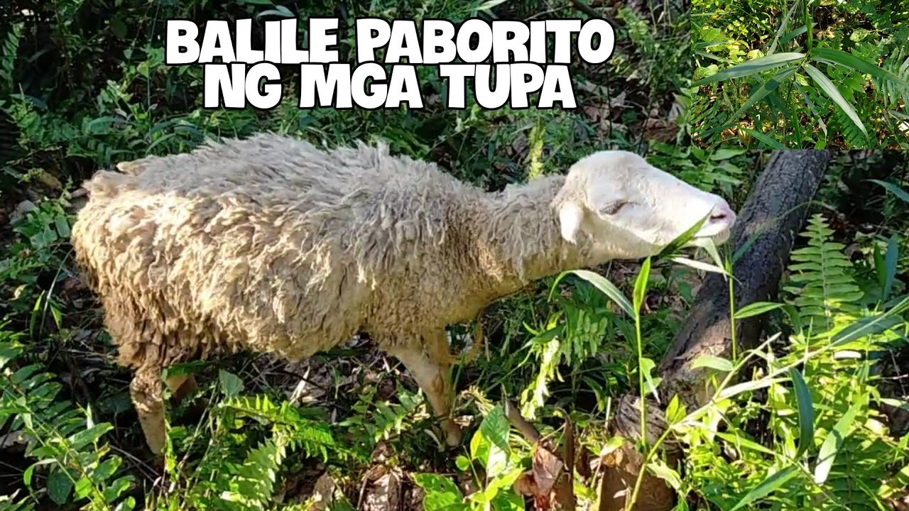 BALILE PABORITO NG MGA TUPA - YouTube