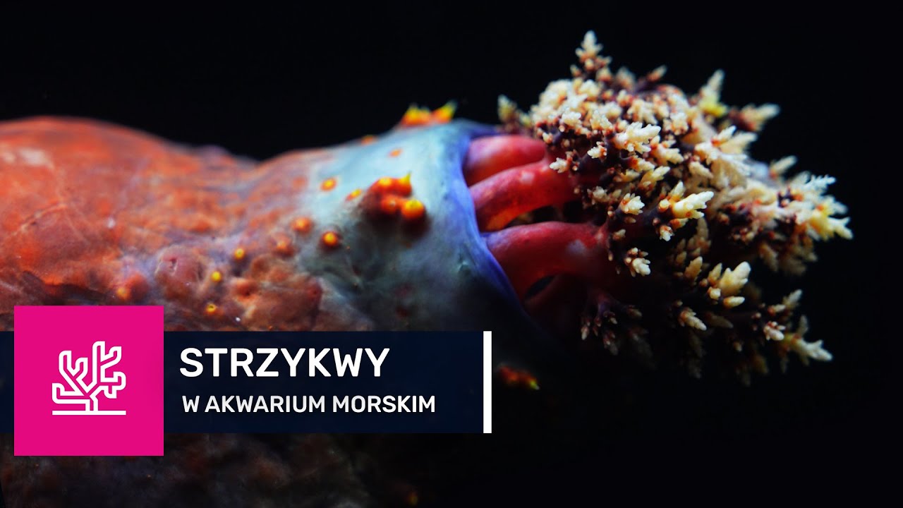 76. STRZYKWA W AKWARIUM MORSKIM. Wszystko co musisz wiedzieć o ogórku ...
