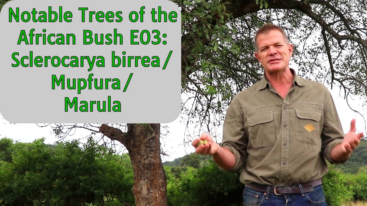 Notable Trees of the African Bush E03: Sclerocarya birrea/Mupfura ...
