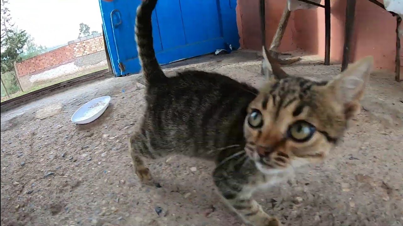 Very hungry kittens meowing loudly for food - YouTube