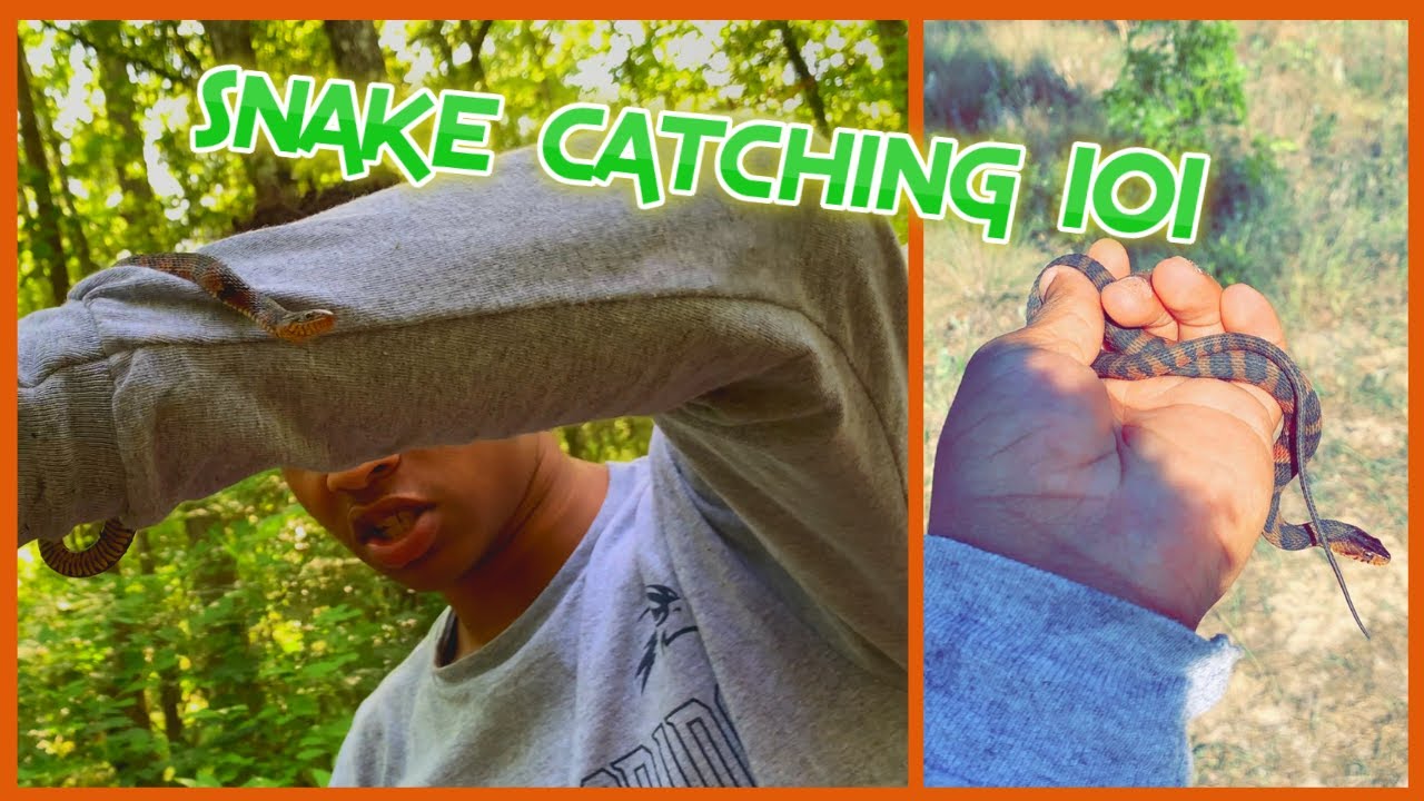 SNAKE CATCHING 101 - YouTube