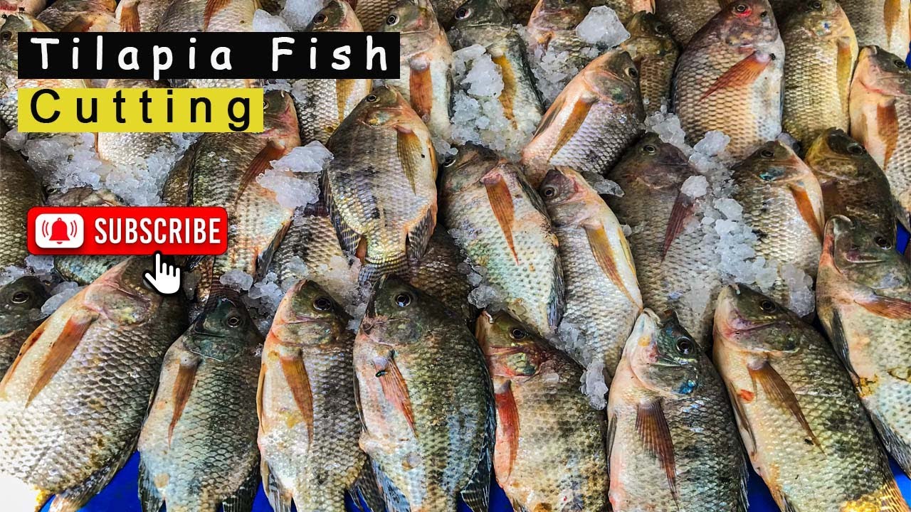 Tilapia Fish Cutting In Sri Lanka | Excellent Fish Cutting Skills # ...