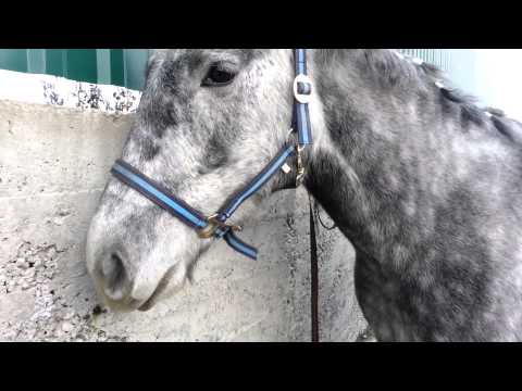 Нури*прикол)*:)))