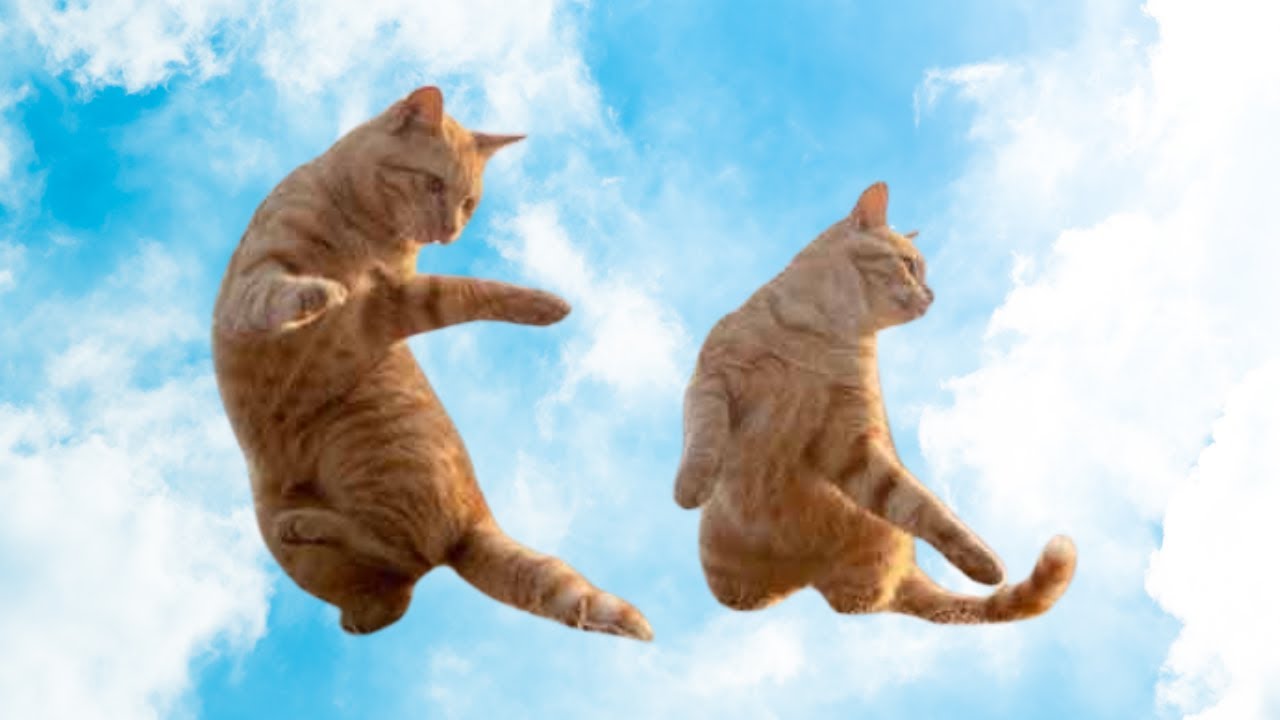 Funny Cats 2030| The most amazing cat dances you've ever seen! - YouTube