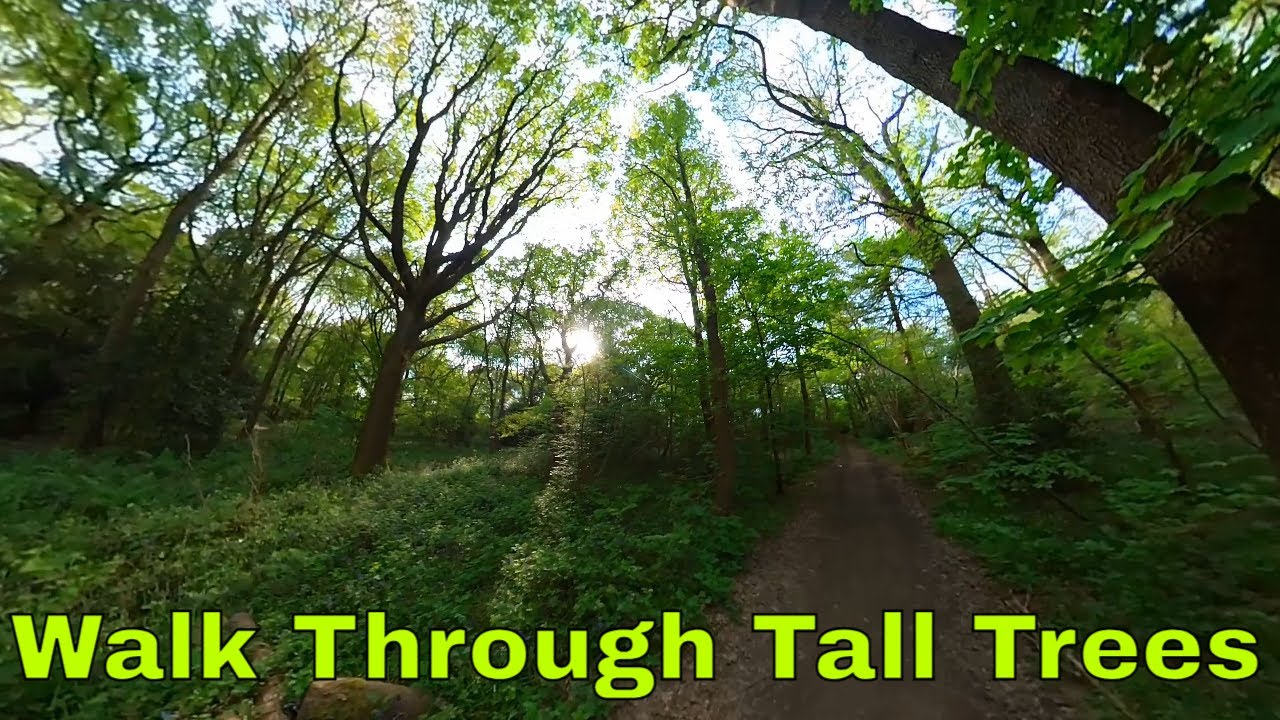 Relaxing Walk Through Trees 4K #forest #woodland #forest #mindfulness ...