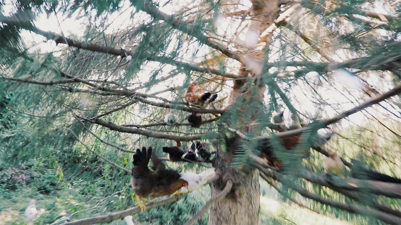 The PROBLEM with Free Range CHICKENS - YouTube