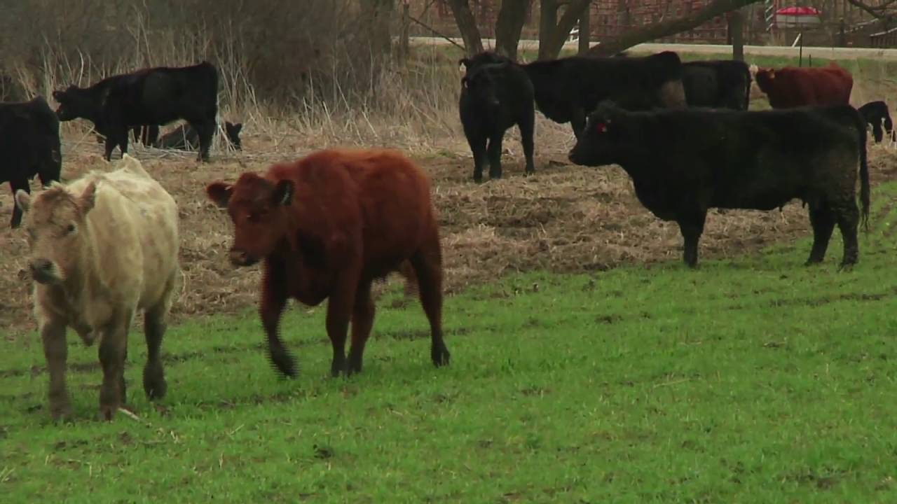 Cattle Cover Crops - YouTube