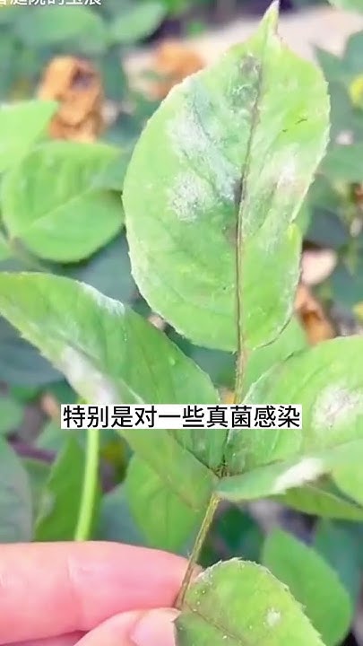 月季有了白粉、病黑斑病再也不怕了，用‘它直接喷就行，不用稀释效果还好！月季 月季病害 花枝俏 Dou小助手 Youtube