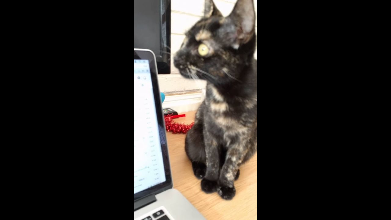 Jurassic Kittens - cat being a raptor - YouTube