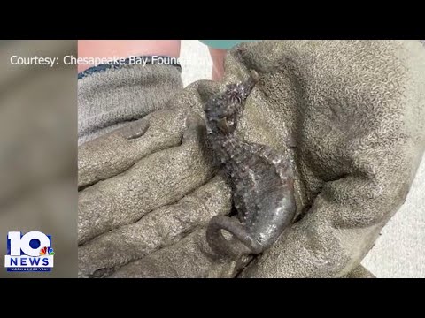 Pregnant male seahorse found in Virginia Beach