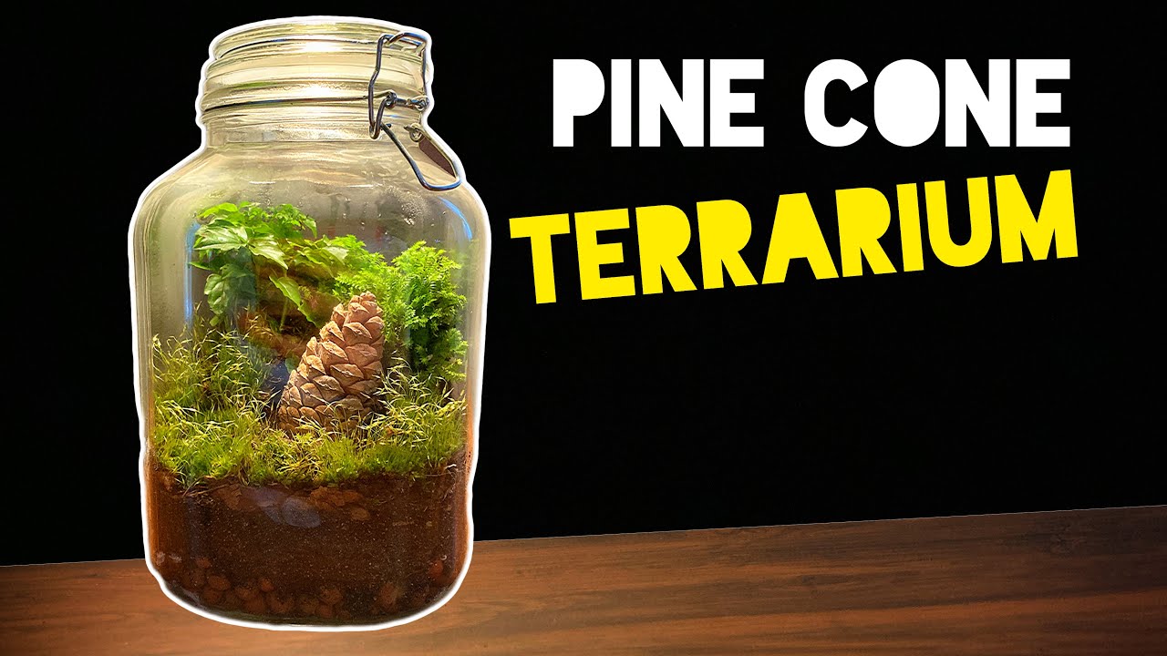 How To Make A Pine Cone Terrarium! - YouTube