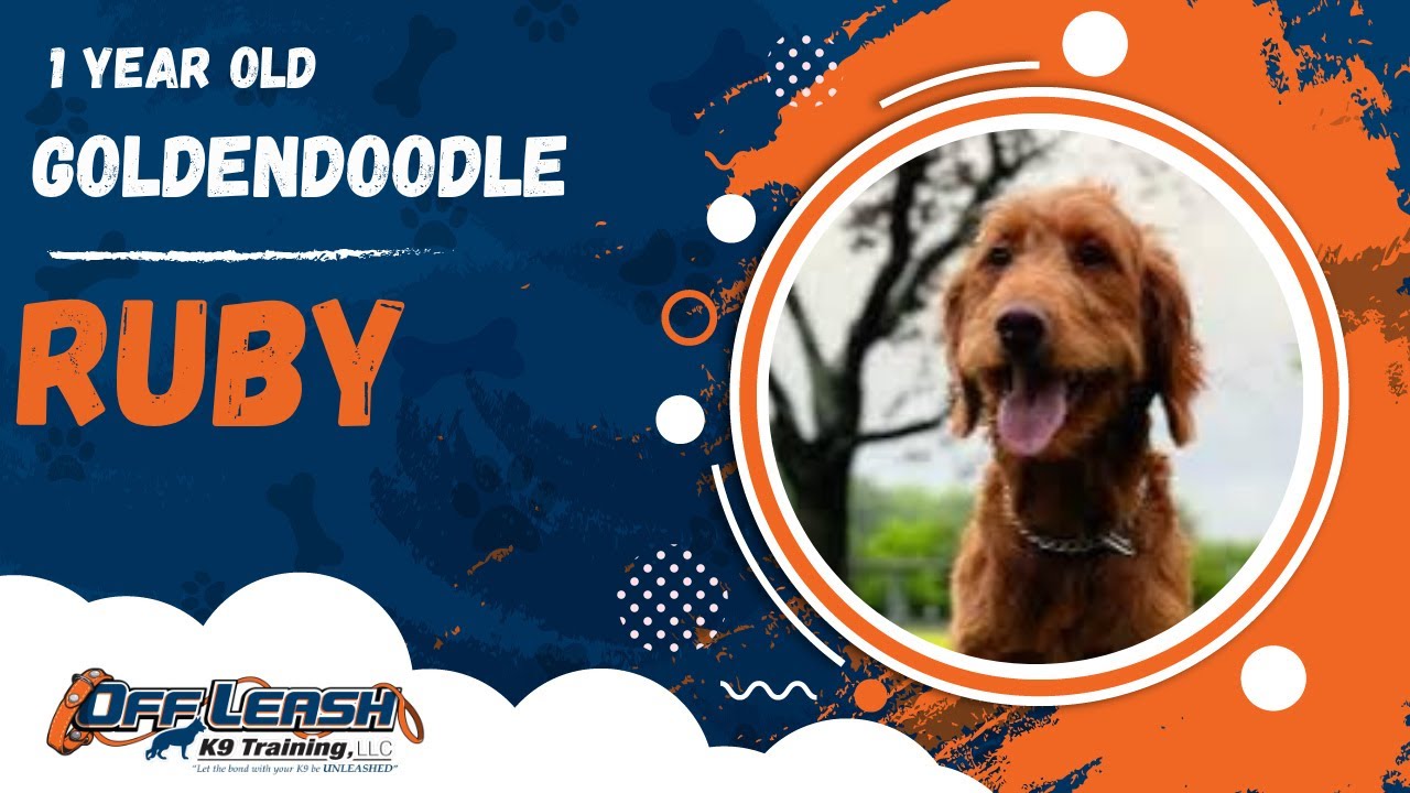 Ruby| 1 Year Old Goldendoodle | Off Leash K9 Training, Georgia - YouTube
