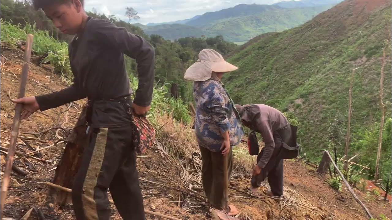 Hnub no peb cov niam txiv tub tuaj mus cog nplej/26/6/2025 - YouTube