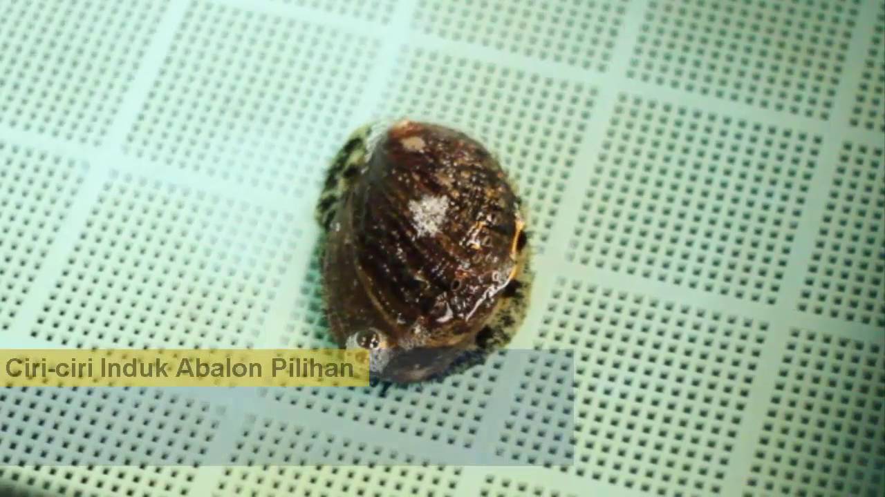 Video Pembelajaran Budidaya Induk Kerang Abalone 11 Januari 2016 - YouTube