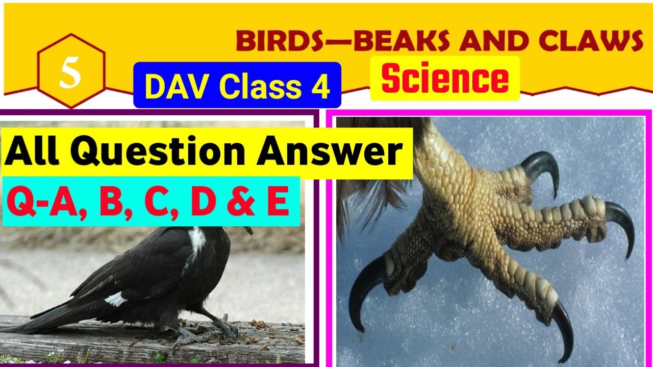 🦚Birds:Beaks and Claws Question Answer|DAV Class 4 Science Chapter 5 ...