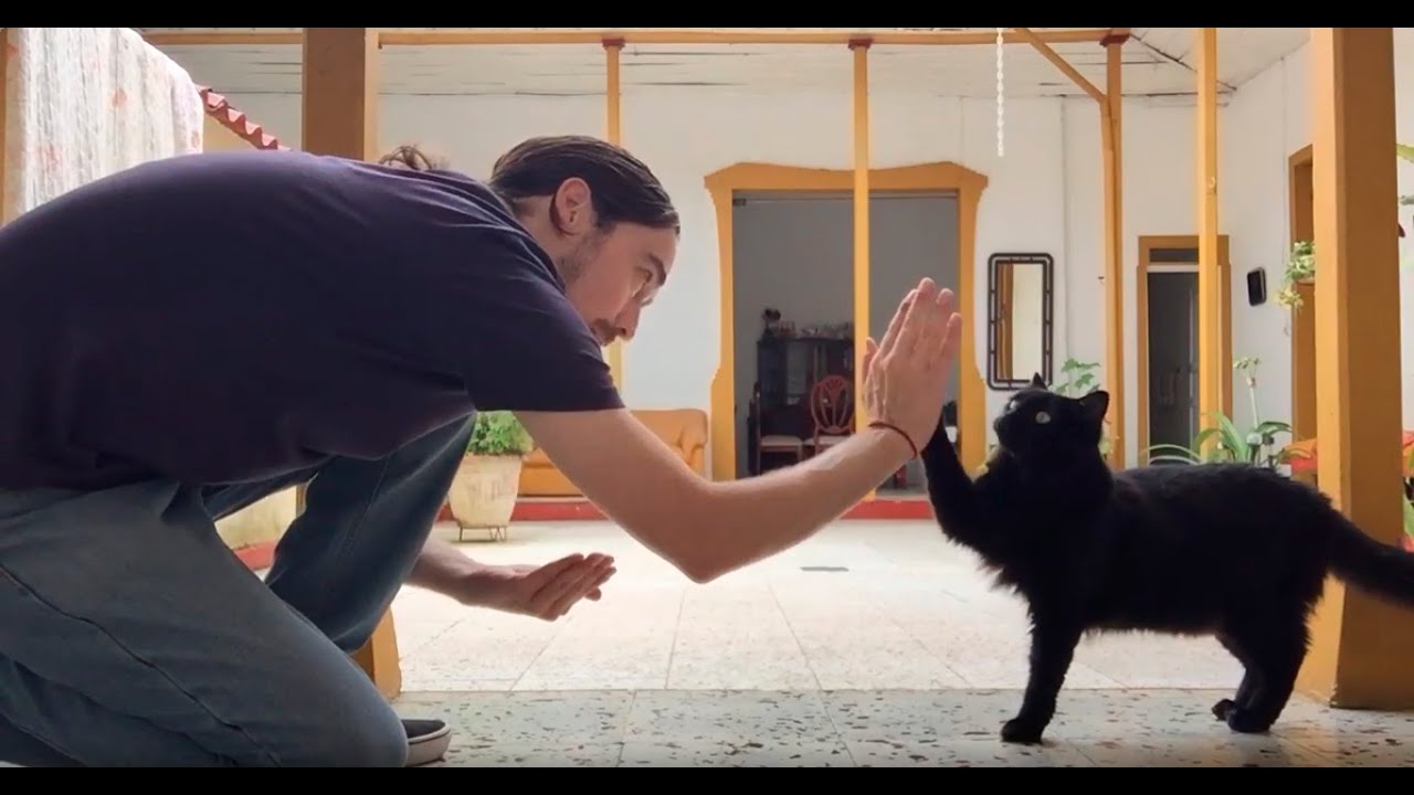 Mi GATO CHOCANDO LOS 5!😺🐾 - YouTube