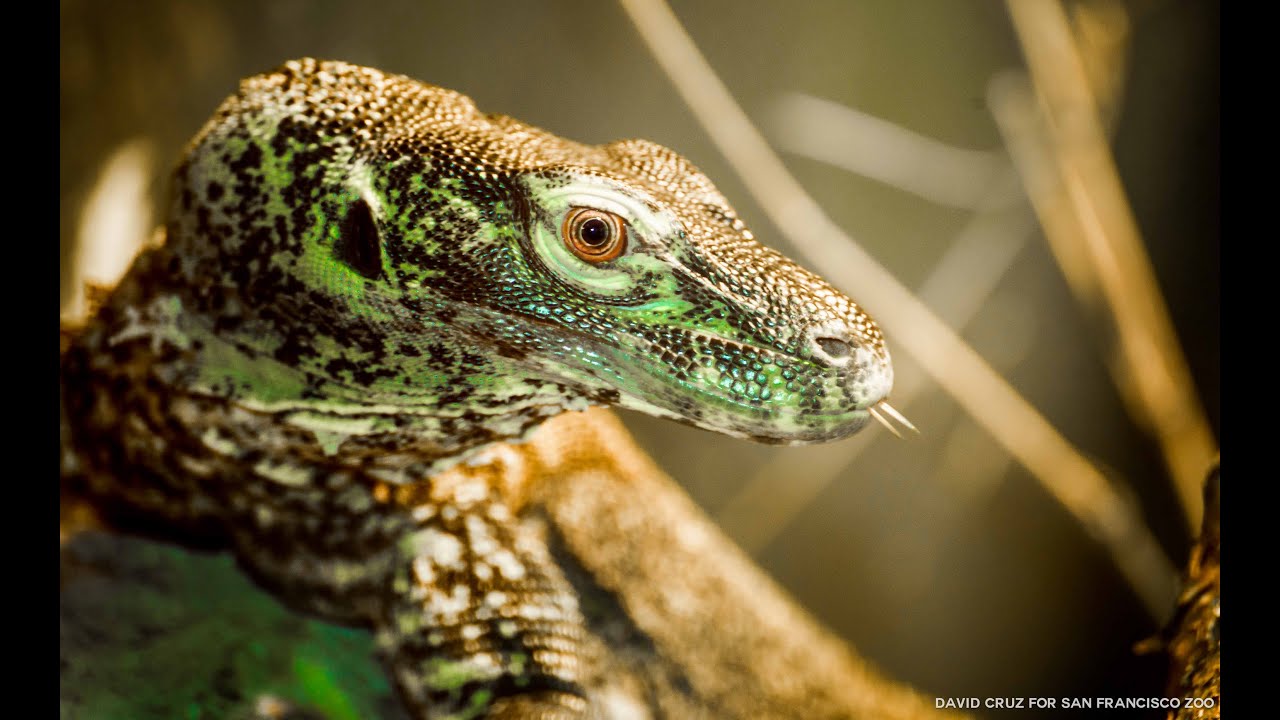 SF ZOO's New Komodo Dragon - Introducing Big Daddy Bahasa! - YouTube