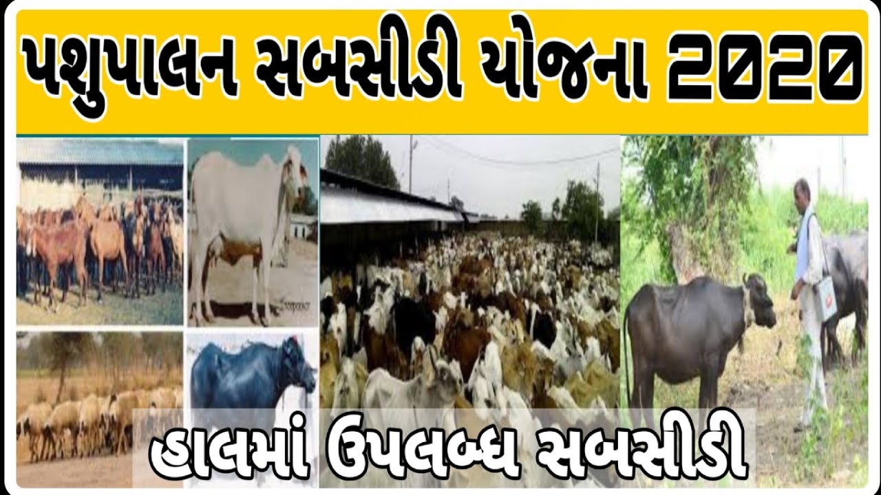 Pasupalan Yojna 2020 in Gujarat || pashupalan subsidie 2020 || Subsidi ...