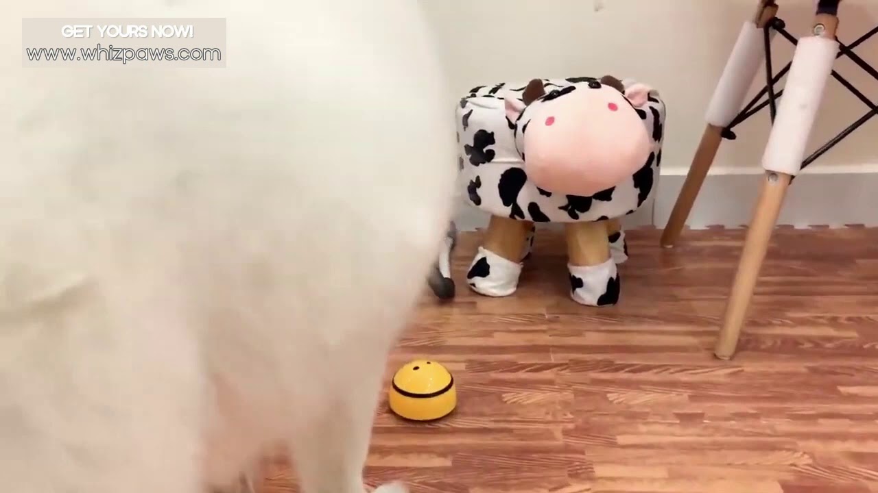 dog toy ad v 1 2 - YouTube