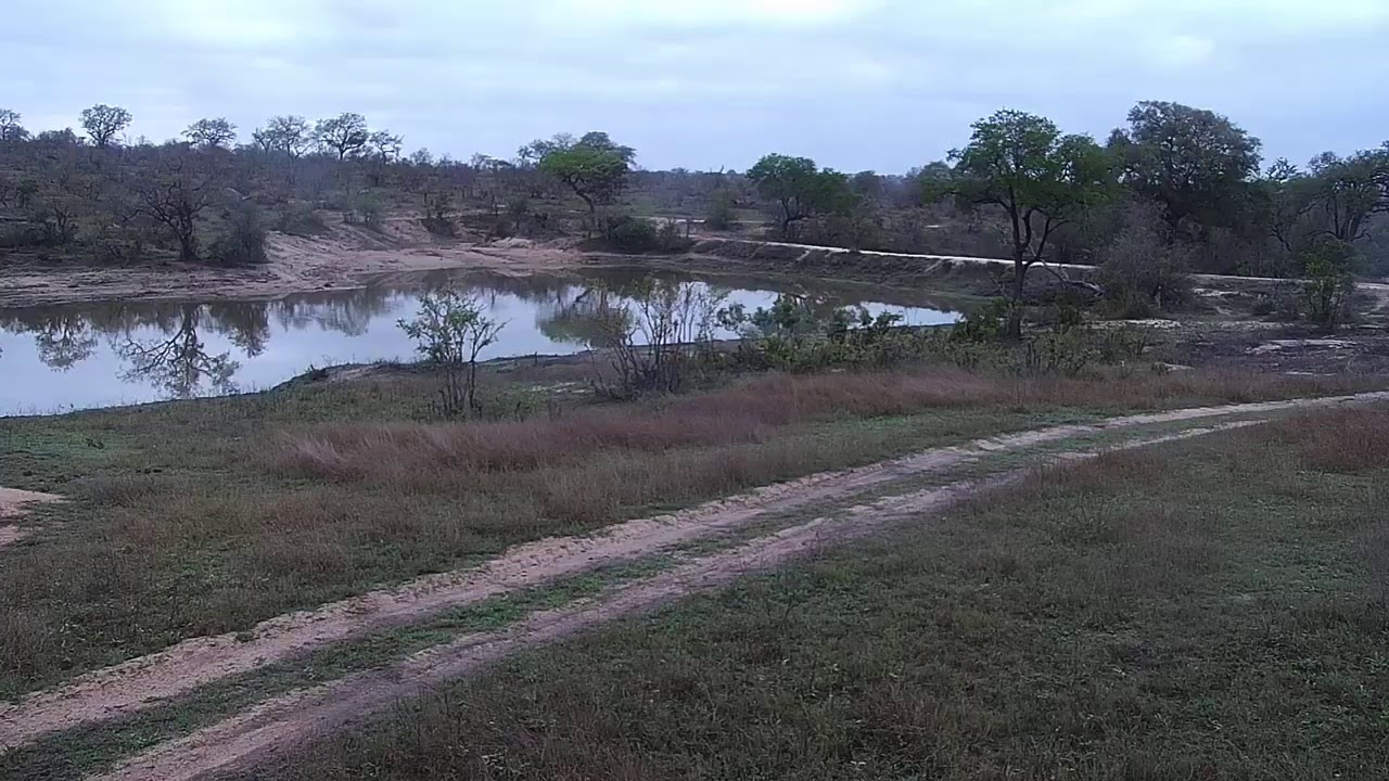Djuma Private Game Reserve Live Stream - YouTube
