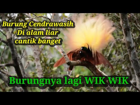 Burung cendrawasih di alam liar lagi wik wik / enak enak