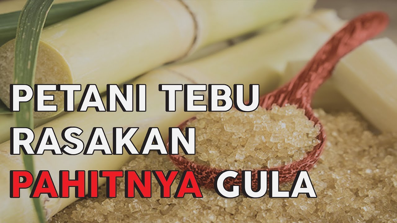 GULA MANIS DI LIDAH PEMERINTAH, PAHIT BAGI PETANI TEBU - YouTube
