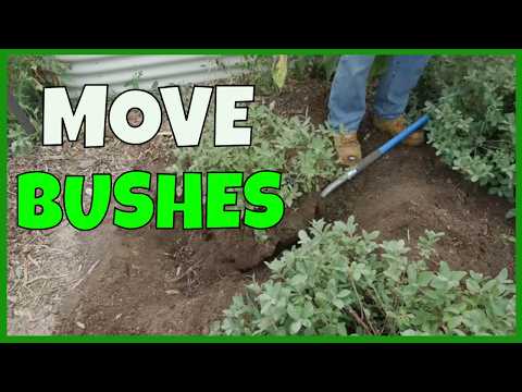 How To Move Established Shrubs