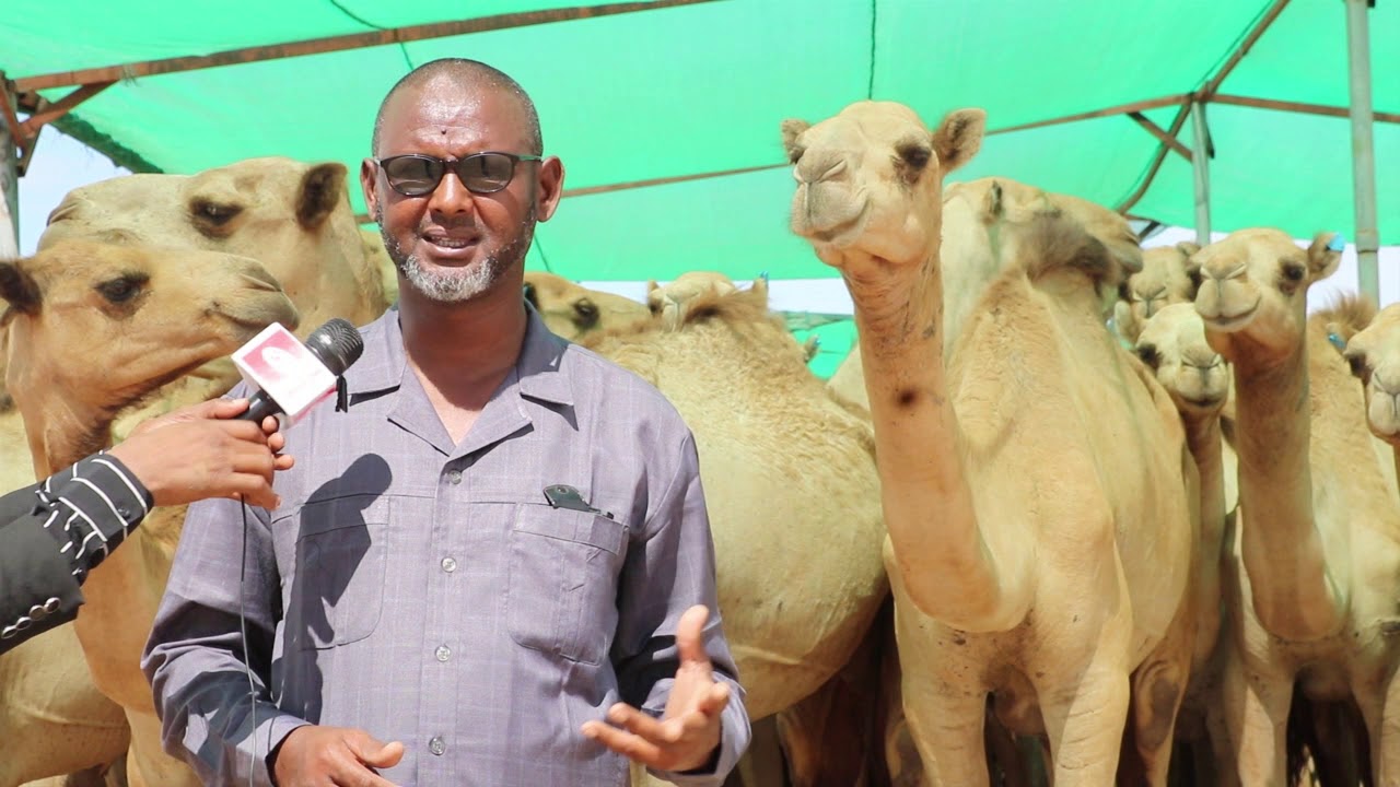 Somaliland Ayaa 15 Kun oo Xoolaha u dhoofin Doonta Dalka Masar+Warbixin ...