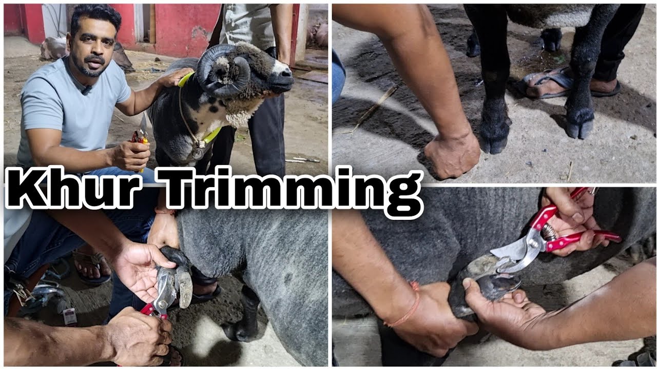 Ramzan Live Update Khur Trimming at STAR Goat FARM Mumbra Mumbai Asif ...