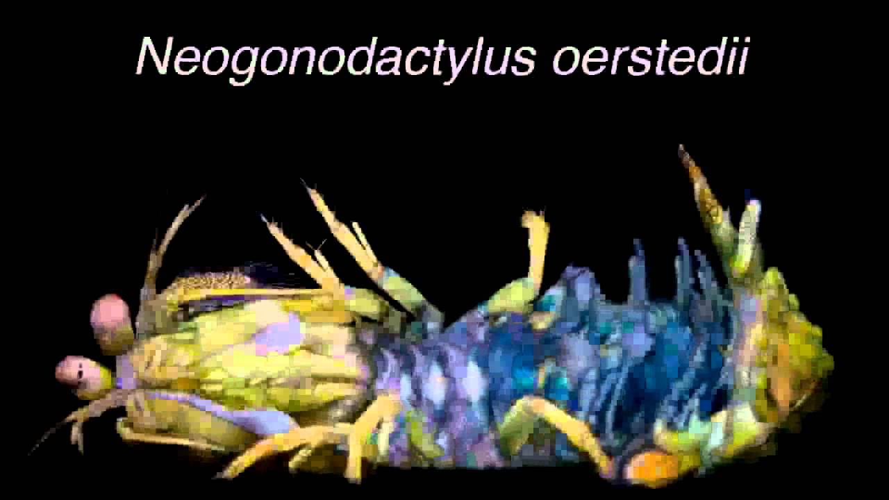 Biological Sunscreens Tune Polychromatic Ultraviolet Vision in Mantis ...