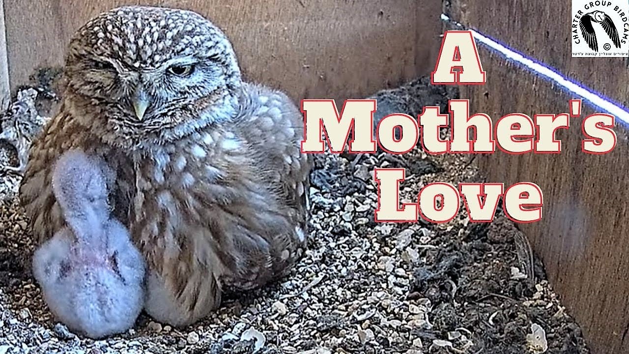 Nurturing Nature: Little Owl Mom and the Art of Brooding - YouTube